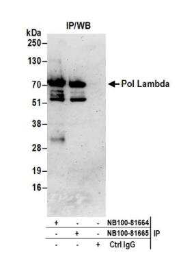 DNA Polymerase lambda Antibody - BSA Free (NB100-81665) by Novus, Part of Bio-Techne