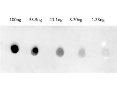 Donkey anti-Rabbit IgG (H+L) Secondary Antibody [DyLight 680] (Pre ...