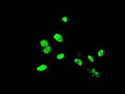 ELK3 Antibody (OTI1H3) (NBP2-01264) | Bio-Techne