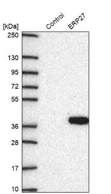 ERP27 Antibody - BSA Free (NBP2-38679) by Novus, Part of Bio-Techne