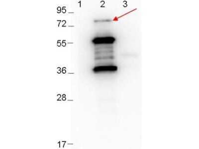 ErpD/Arp37 Antibody - BSA Free (NBP2-21681) by Novus, Part of Bio-Techne
