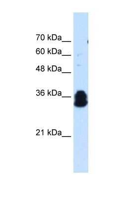 FAM134B Antibody - BSA Free (NBP1-59817) by Novus, Part of Bio-Techne