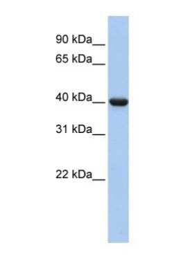 G protein alpha Inhibitor 2 Antibody - BSA Free (NBP1-58301) by Novus ...