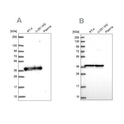 GAPDH Antibody - BSA Free (NBP2-56153) by Novus, Part of Bio-Techne