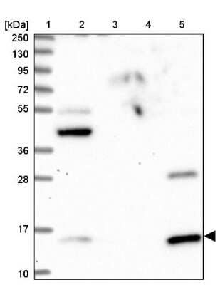 GCSH Antibody (NBP1-85842) by Novus, Part of Bio-Techne