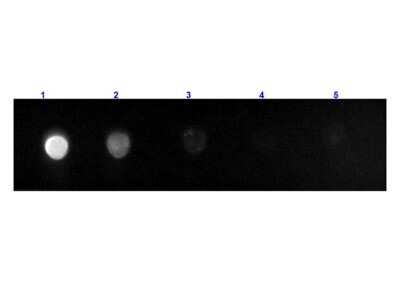 Goat F(ab')2 anti-Rat IgG Fc Secondary Antibody [FITC] (Pre-adsorbed ...