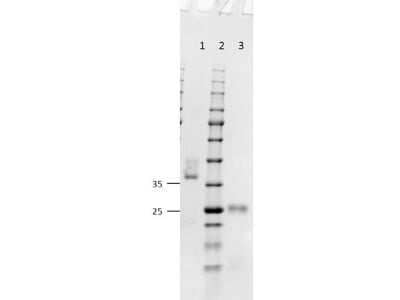 Goat F(ab) anti-Mouse IgG (H+L) Secondary Antibody (NBP1-51890) by ...