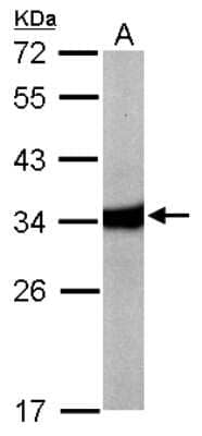 HAAO Antibody - BSA Free (NBP1-32330) by Novus, Part of Bio-Techne