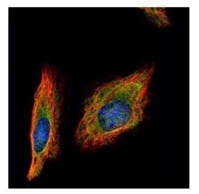 HENMT1 Antibody - BSA Free (NBP1-32620) by Novus, Part of Bio-Techne