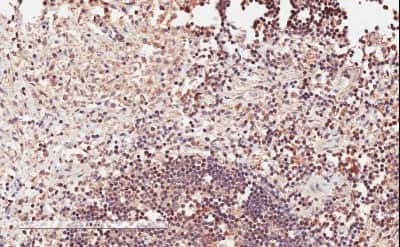 ICOS Antibody (NBP1-52139) by Novus, Part of Bio-Techne