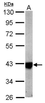 IDH3A Antibody - Azide Free (NBP1-32396) by Novus, Part of Bio-Techne