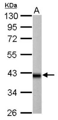 IDH3A Antibody - BSA Free (NBP2-16916) by Novus, Part of Bio-Techne