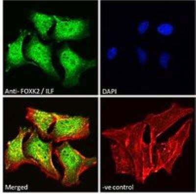 ILF1 Antibody (NB100-1285) by Novus, Part of Bio-Techne