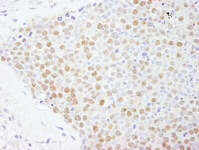 ILF1 Antibody (NB100-88148) | Bio-Techne