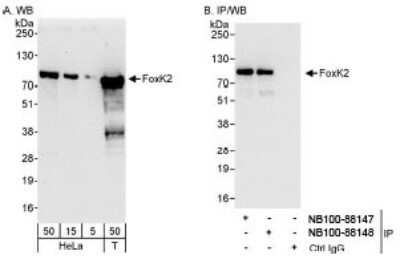 ILF1 Antibody (NB100-88148) by Novus, Part of Bio-Techne