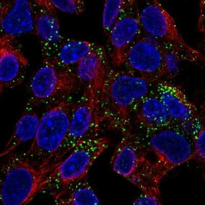 INHBE Antibody - BSA Free (NBP1-89262) by Novus, Part of Bio-Techne