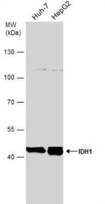 Isocitrate Dehydrogenase 1/IDH1 Antibody (NBP1-31599) | Bio-Techne