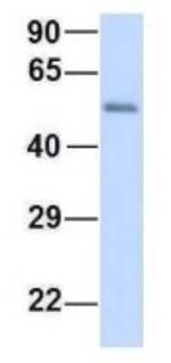 LSM14A Antibody (NBP1-56588) | Bio-Techne