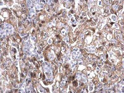 MAF1 Antibody - BSA Free (NBP1-31617) by Novus, Part of Bio-Techne