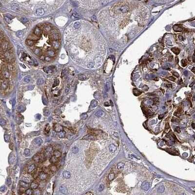 MAP4 Antibody - BSA Free (NBP1-89483) by Novus, Part of Bio-Techne