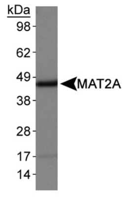MAT2A Antibody - BSA Free (NB110-94158) by Novus, Part of Bio-Techne