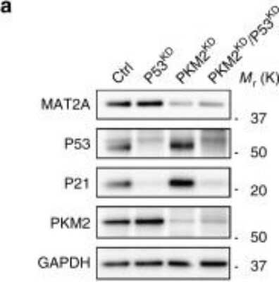 MAT2A Antibody - BSA Free (NB110-94158) by Novus, Part of Bio-Techne