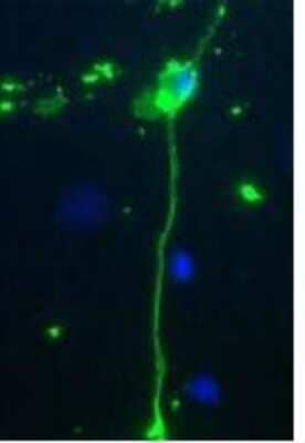 MBP Antibody - BSA Free (NBP2-29656) by Novus, Part of Bio-Techne