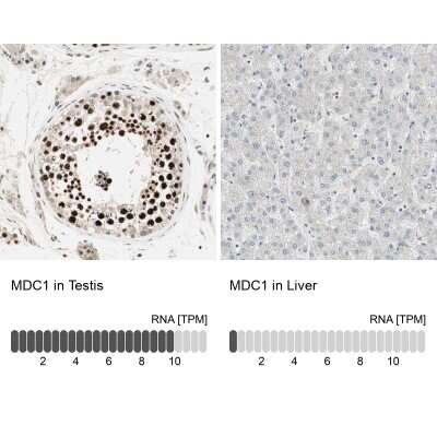 MDC1 Antibody - BSA Free (NBP1-84860) by Novus, Part of Bio-Techne