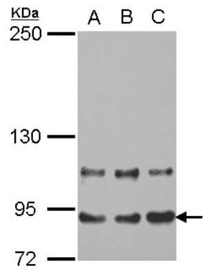 MED16 Antibody (NBP2-17255) | Bio-Techne