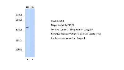 MFSD2 Antibody - BSA Free (NBP2-83197) by Novus, Part of Bio-Techne