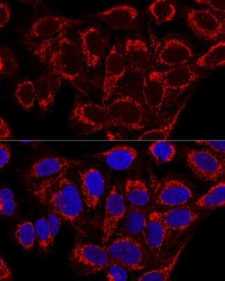 MRPS16 Antibody - BSA Free (NBP2-94082) by Novus, Part of Bio-Techne