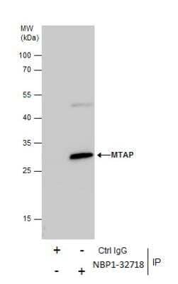 MTAP Antibody (NBP1-32718) | Bio-Techne