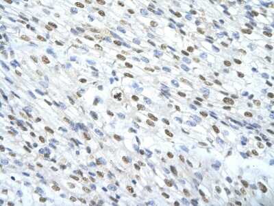 Matrin 3 Antibody - BSA Free (NBP1-57359) by Novus, Part of Bio-Techne