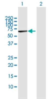 Methionyl tRNA synthetase 2 Antibody - Azide and BSA Free (H00092935 ...