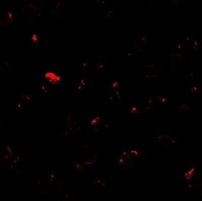 Mind Bomb 1/MIB1 Antibody - BSA Free (NBP2-81754) | Bio-Techne