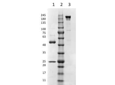 Mouse IgG3 Kappa Light Chain Isotype Control (MG3K) (NBP1-96978) by ...