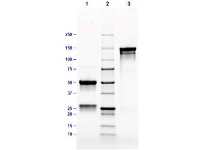 Mouse IgG3 Lambda Isotype Control (MG3L) (NBP1-96977) by Novus, Part of ...