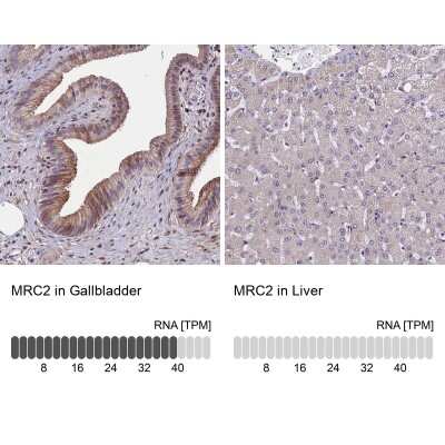 Mrc2 Antibody (NBP1-85768) | Bio-Techne
