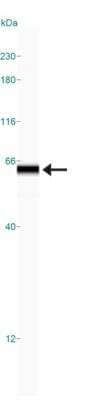NAB1 Antibody (NBP1-71838) by Novus, Part of Bio-Techne