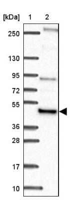 NFS1 Antibody - BSA Free (NBP2-38737) by Novus, Part of Bio-Techne