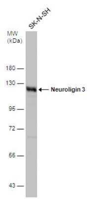 Neuroligin 3/NLGN3 Antibody - BSA Free (NBP3-12987) by Novus, Part of ...