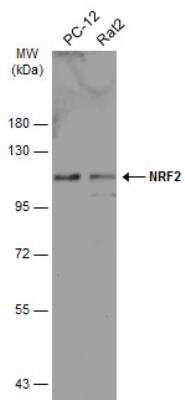Nrf2 Antibody (NBP1-32822) by Novus, Part of Bio-Techne