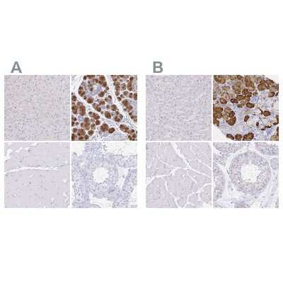 PAUF/ZG16B Antibody - BSA Free (NBP1-81699) by Novus, Part of Bio-Techne