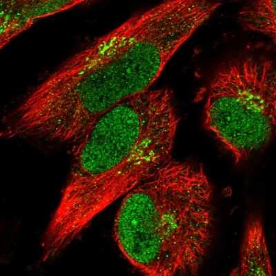 PDIR Antibody - BSA Free (NBP1-92252) by Novus, Part of Bio-Techne