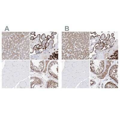 PDIR Antibody - BSA Free (NBP1-92250) by Novus, Part of Bio-Techne