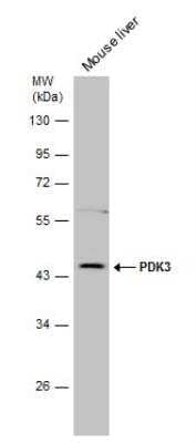 PDK3 Antibody (NBP1-32581) by Novus, Part of Bio-Techne