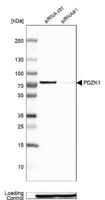 PDZK1 Antibody - BSA Free (NBP1-82572) by Novus, Part of Bio-Techne