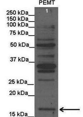 PEMT Antibody - BSA Free (NBP1-59580) by Novus, Part of Bio-Techne