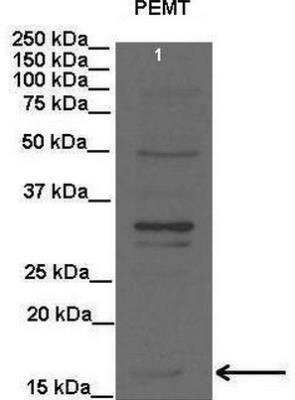 PEMT Antibody - BSA Free (NBP1-59580) by Novus, Part of Bio-Techne