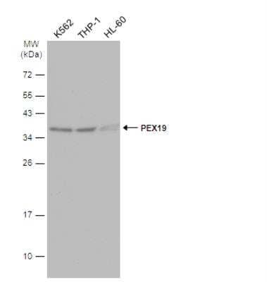 PEX19 Antibody (NBP1-32925) | Bio-Techne